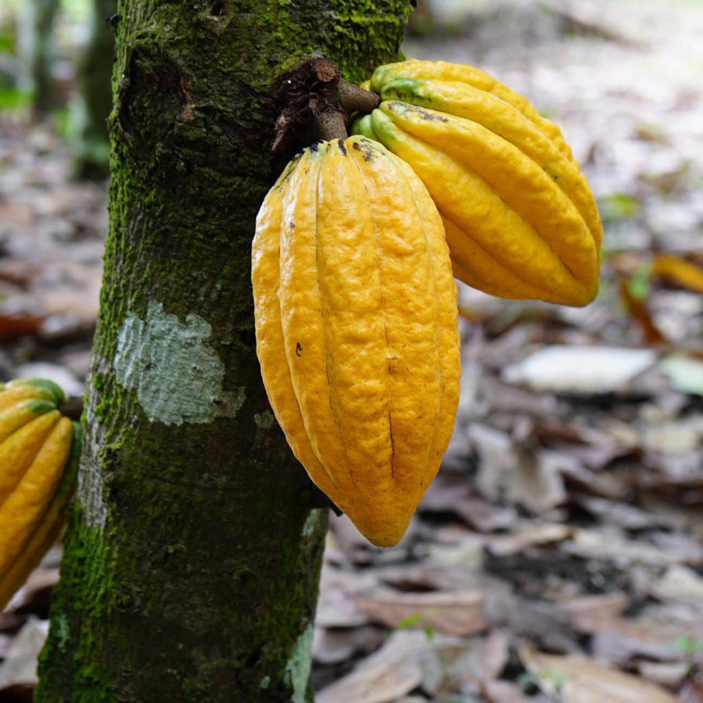 Products - Cocoa Fruit Juice, Concentrates, and Dried Pulps