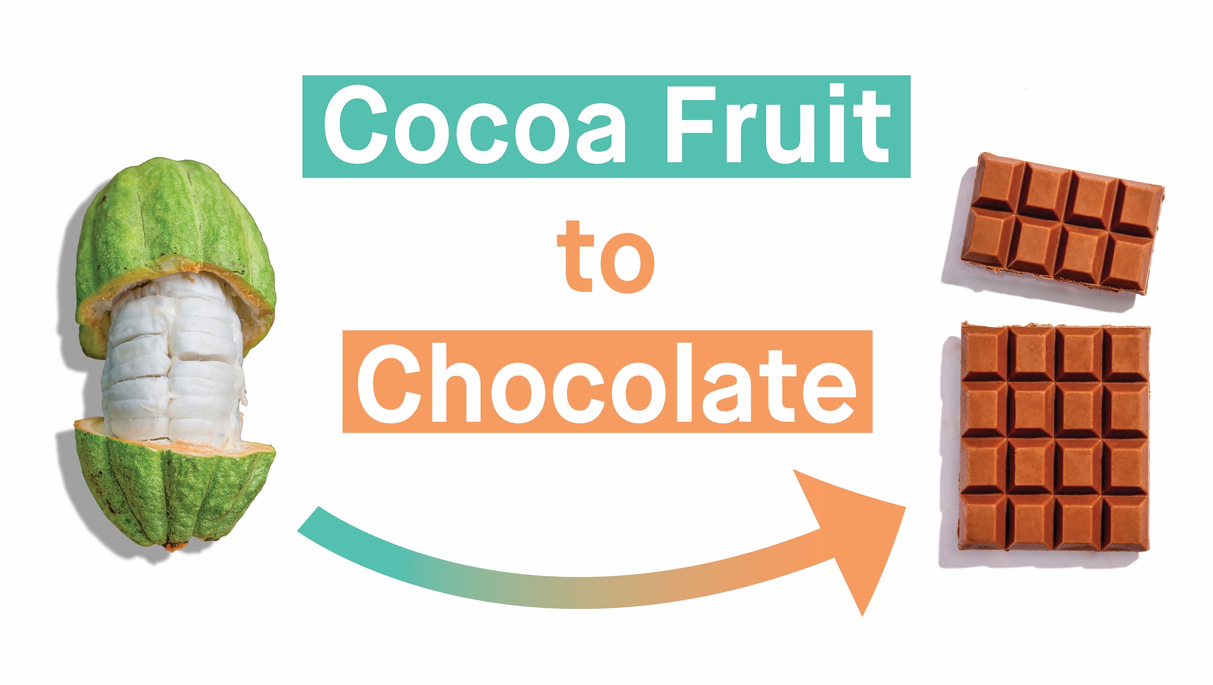 From Cocoa Fruit to Chocolate - Koa